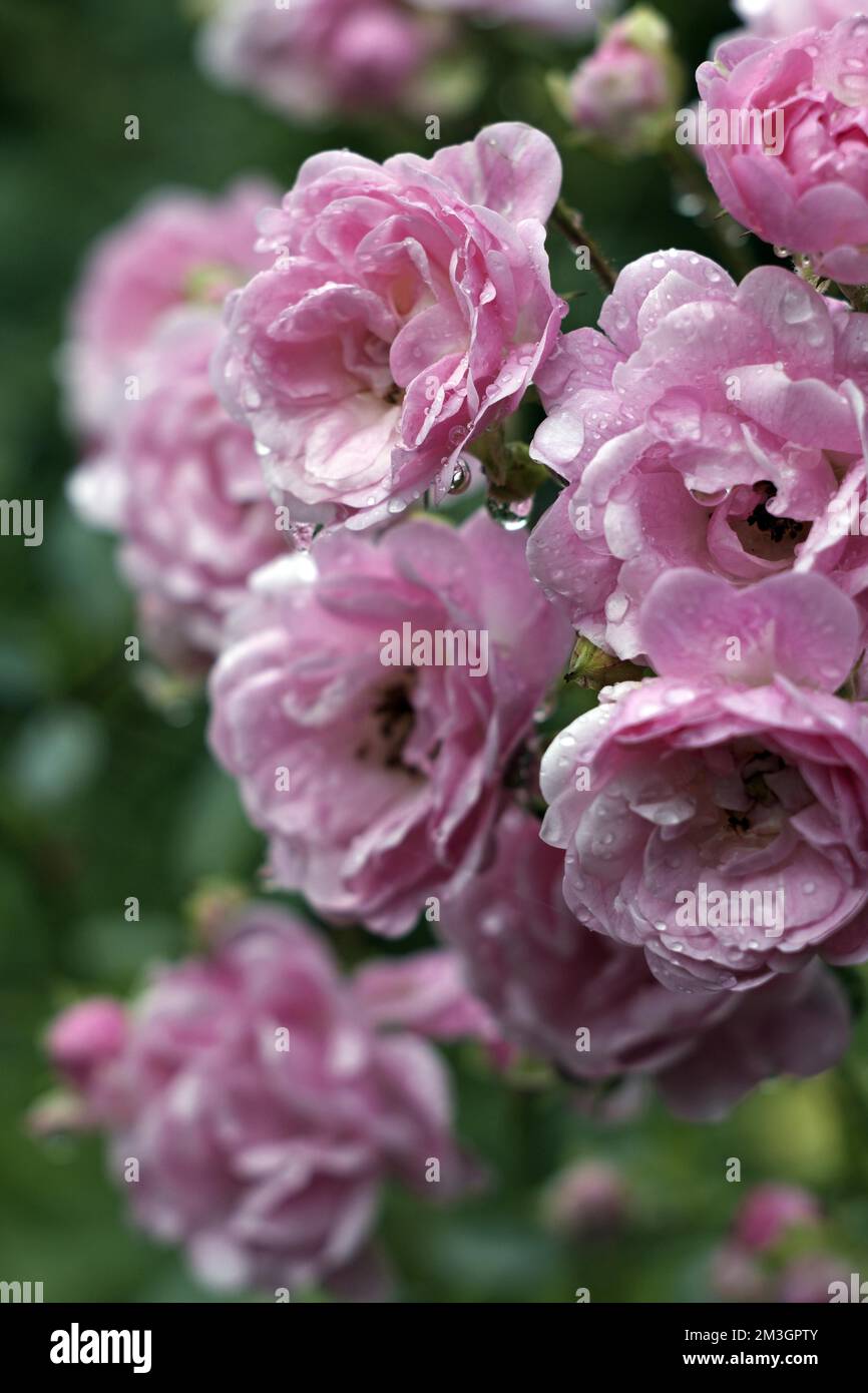 Ground cover rose The Fairy, breeder Bental 1932 Stock Photo - Alamy
