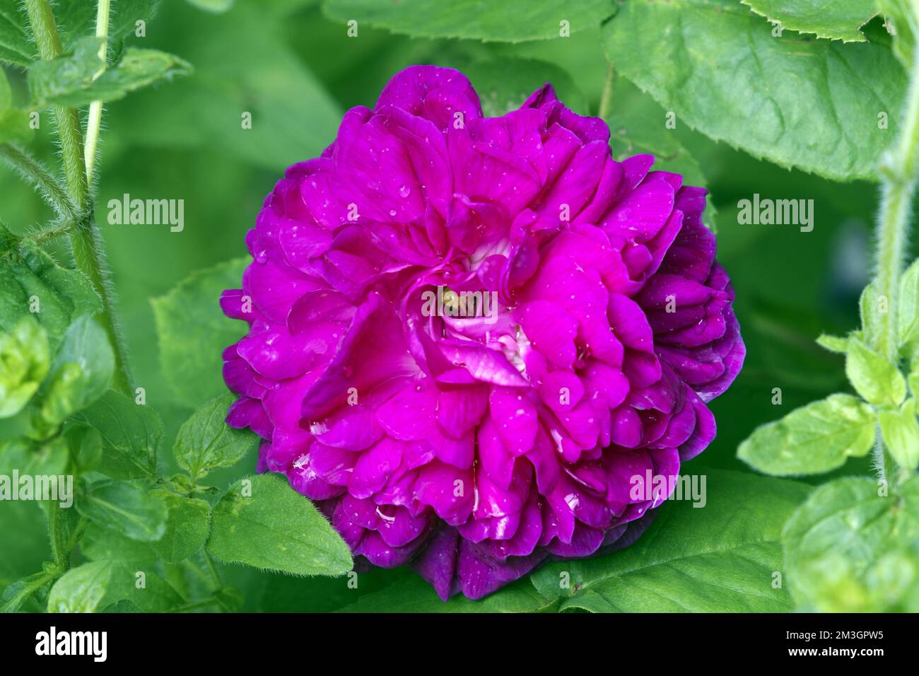 Rose de resht, old historic bedding rose Stock Photo - Alamy