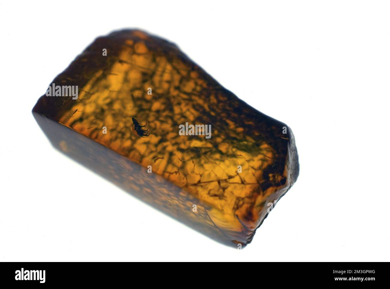 Baltic Sea Amber with inclusions Stock Photo - Alamy