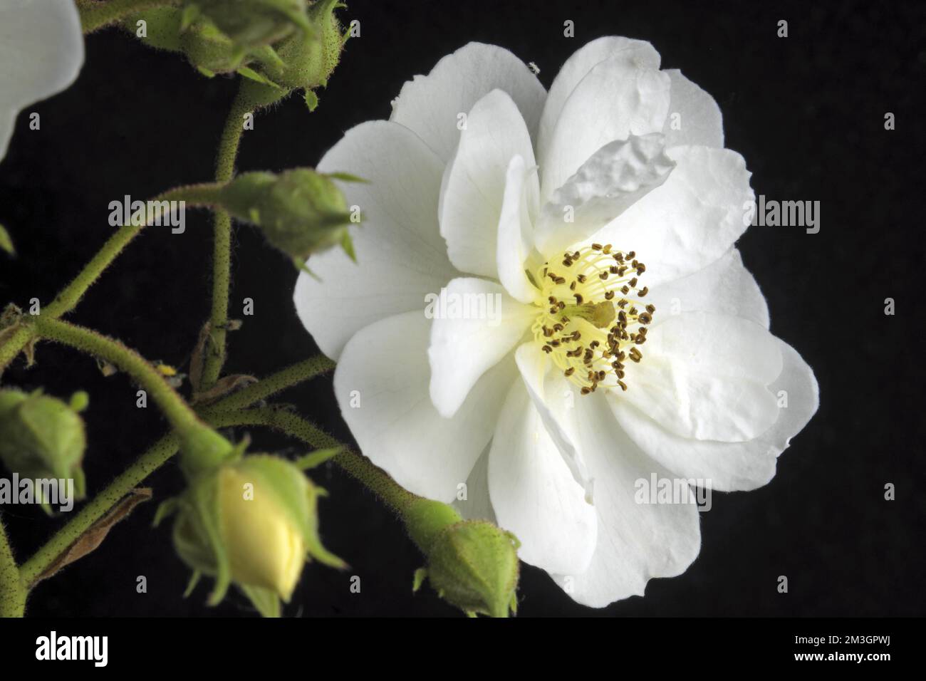 Rambler shrub rose (Rosa) Rambling Rector Stock Photo - Alamy