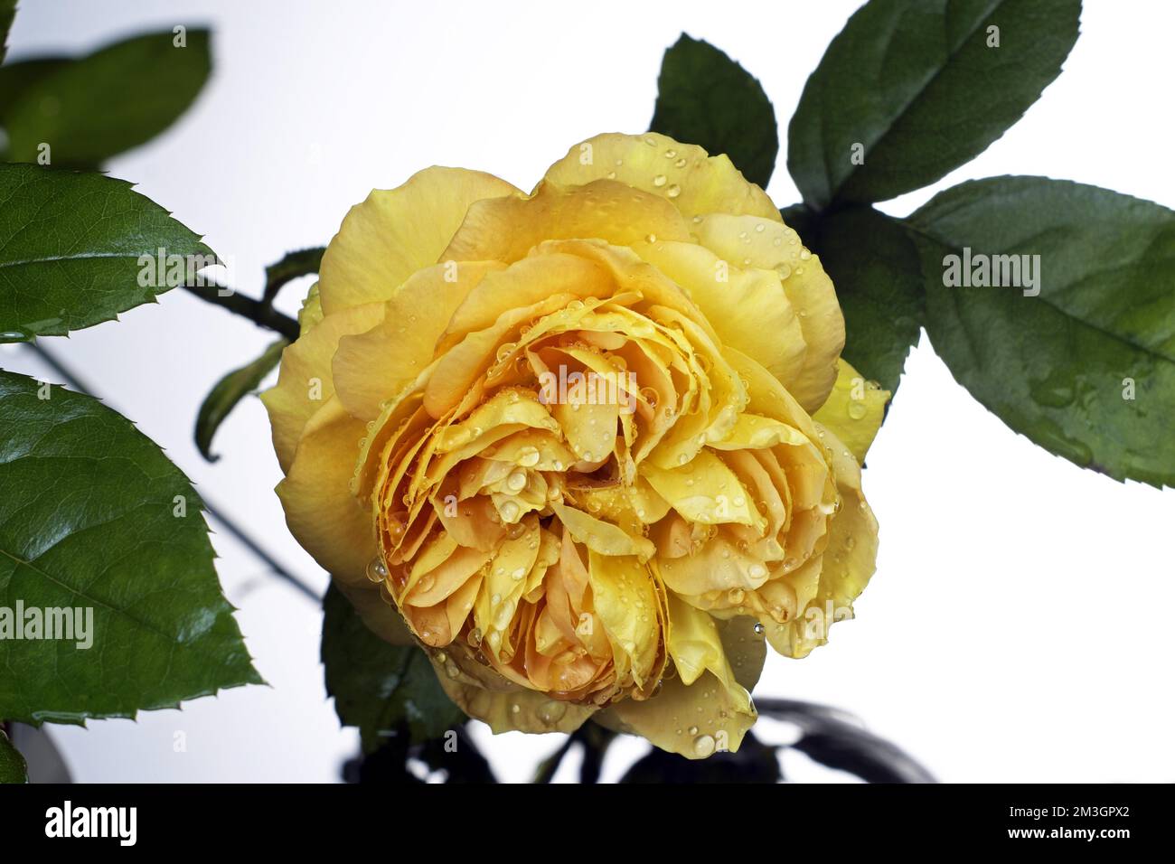 Rose and nature amber hi-res stock photography and images - Alamy
