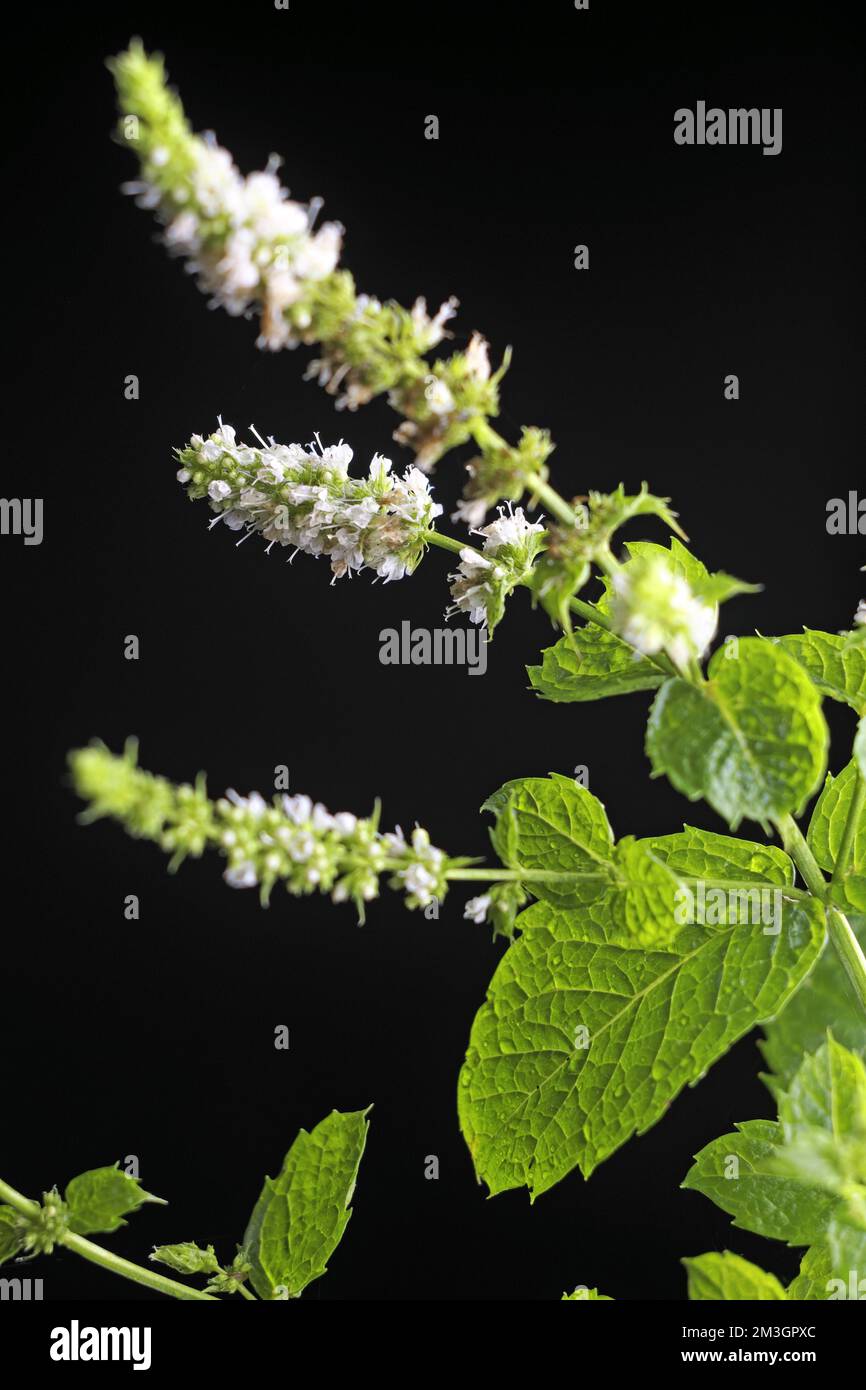 Flowering Mint (Mentha Stock Photo - Alamy