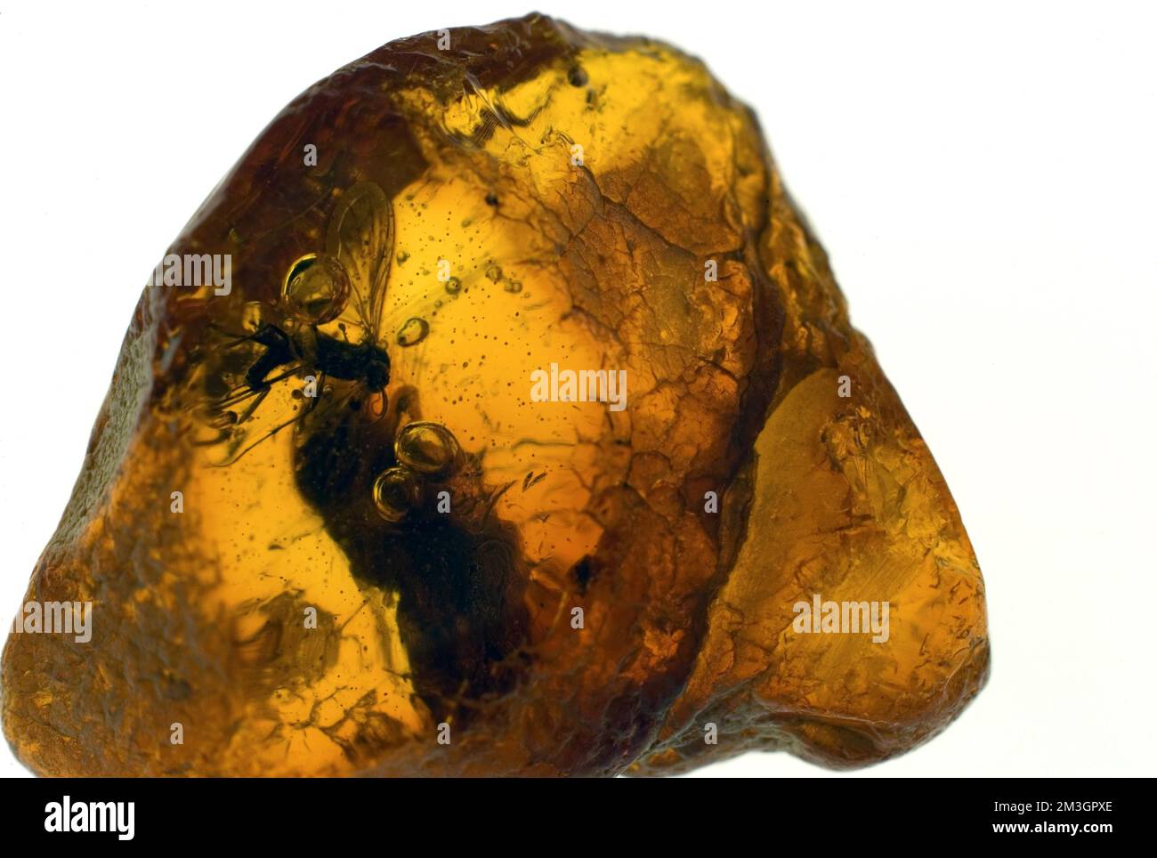 Baltic Sea Amber with inclusions Stock Photo - Alamy