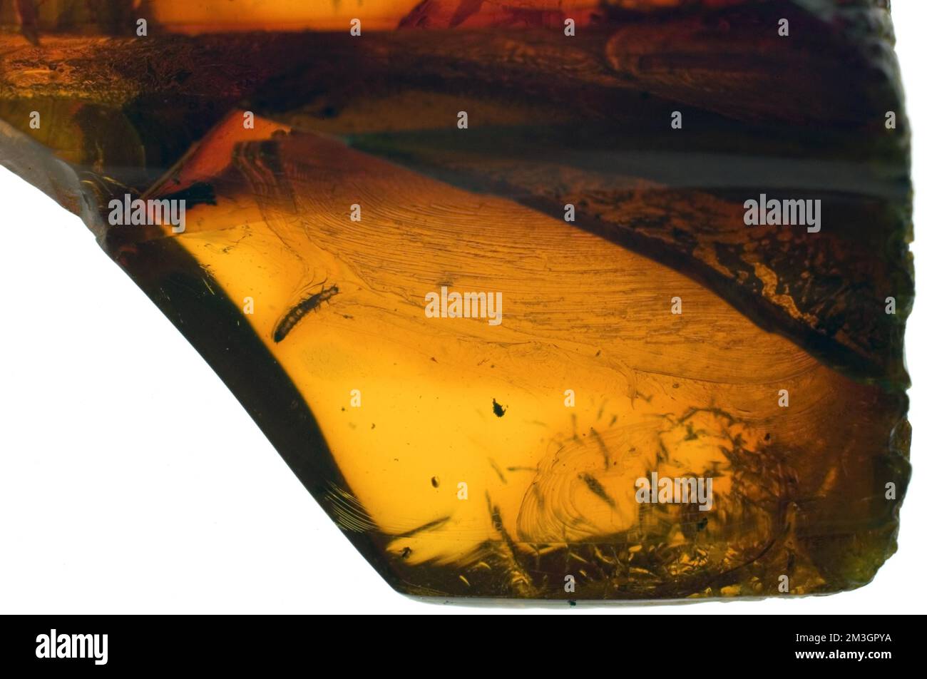 Baltic Sea Amber with inclusions Stock Photo - Alamy