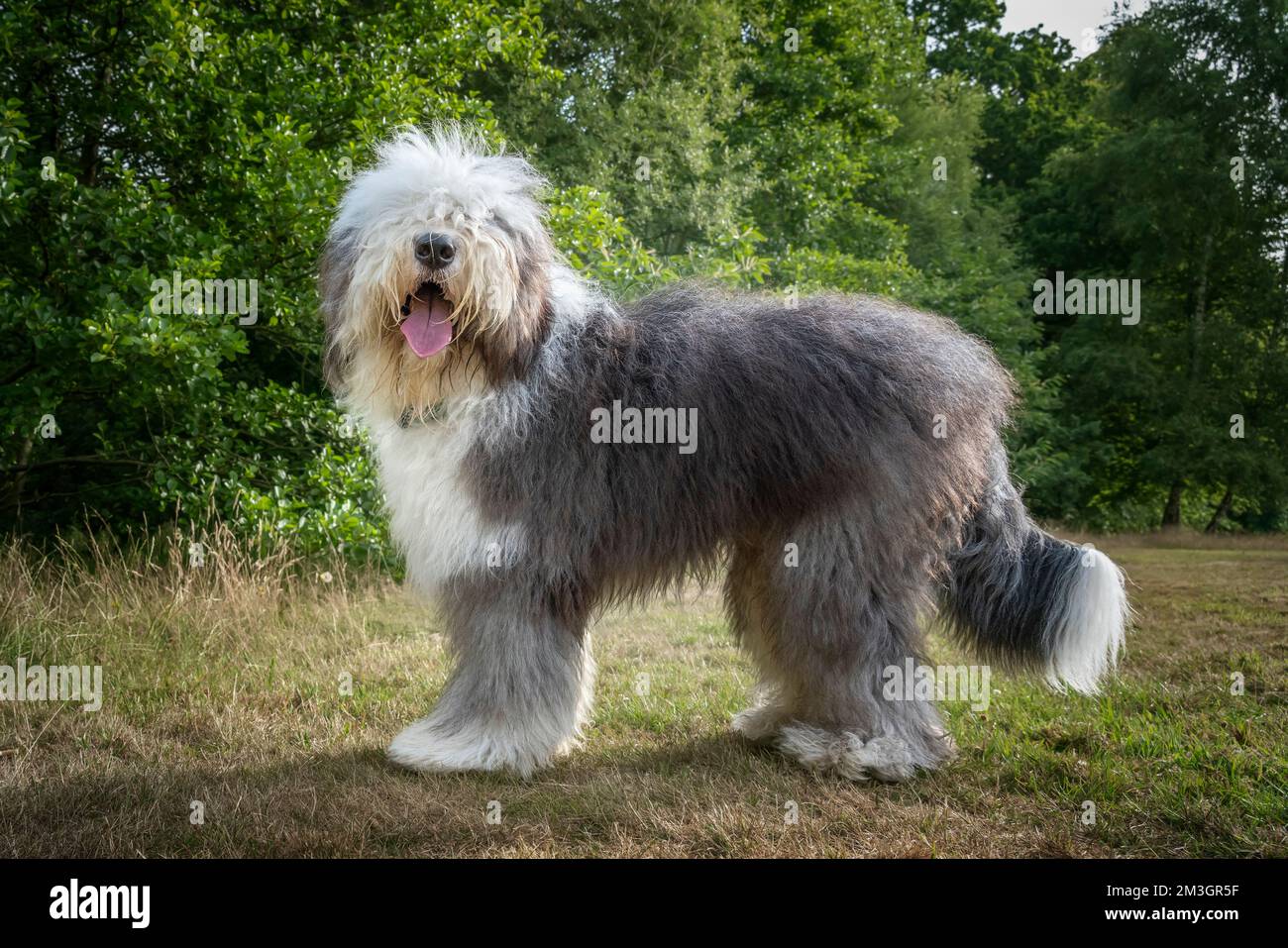 Old English Sheepdog standing in a field with trees looking at the ...