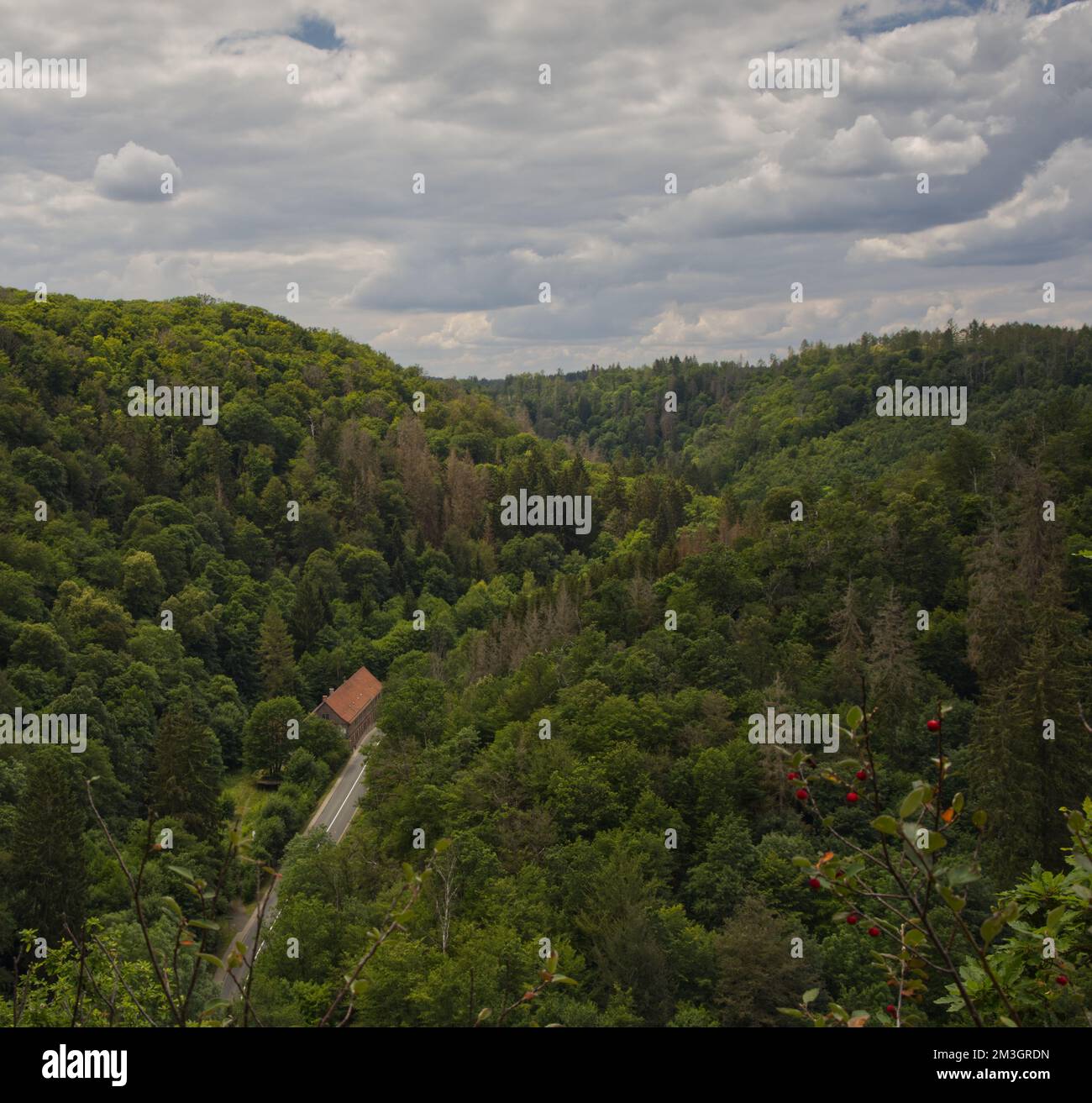 An aerial view of a green forested hillside Stock Photo - Alamy