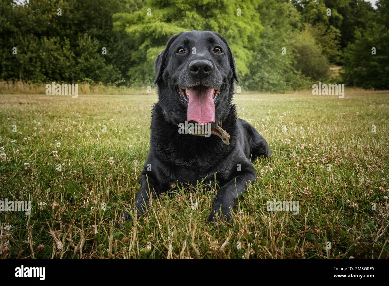 Black Labrador laying down in a field looking directly towards the ...