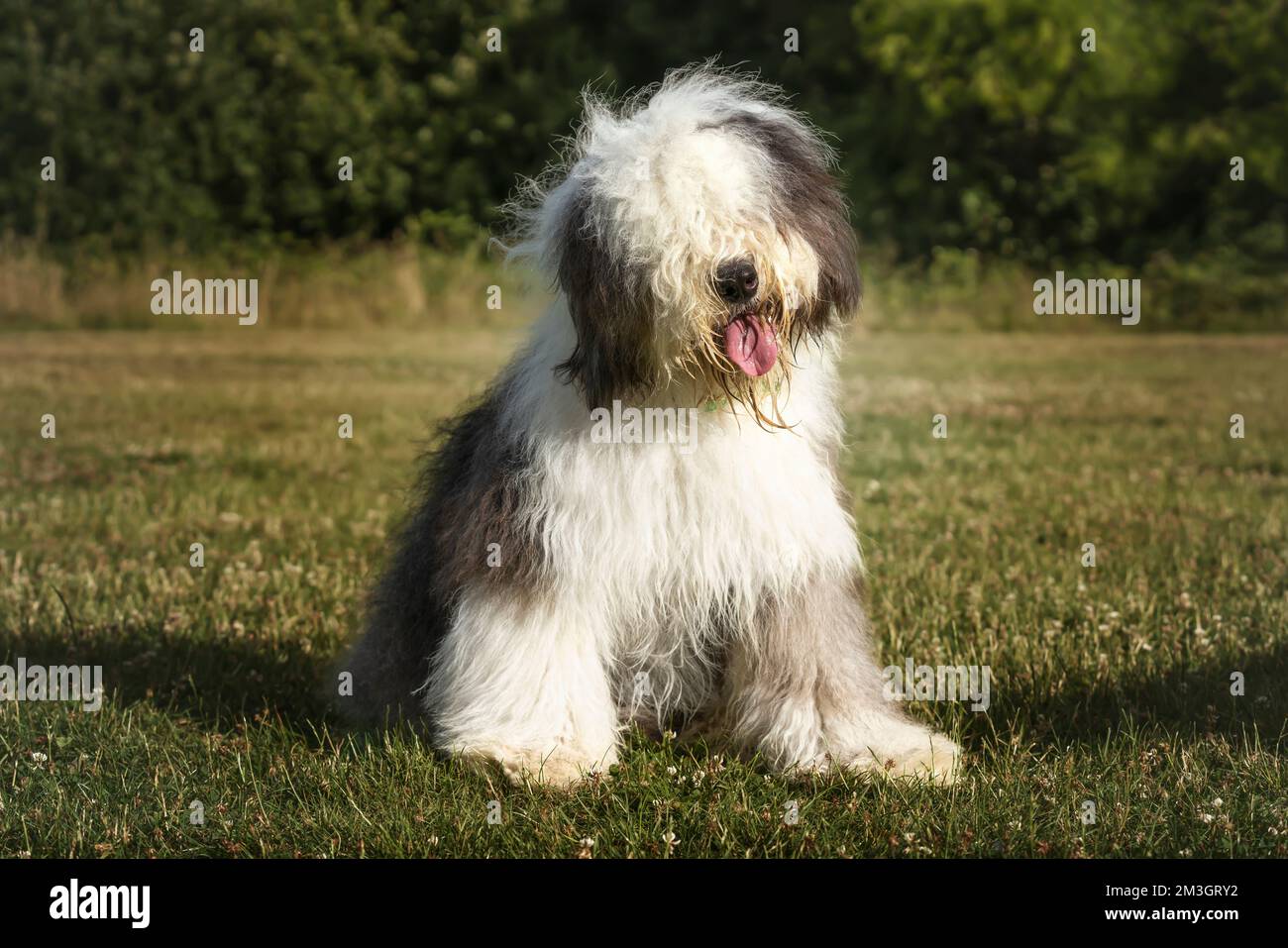 Old english sheepdog sitting hi-res stock photography and images - Alamy