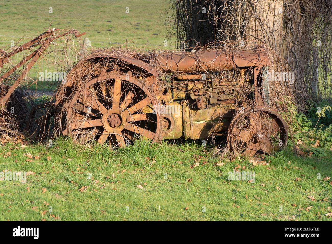 old abandoned rusting Fordson Major tractor overgrown with weeds and ...