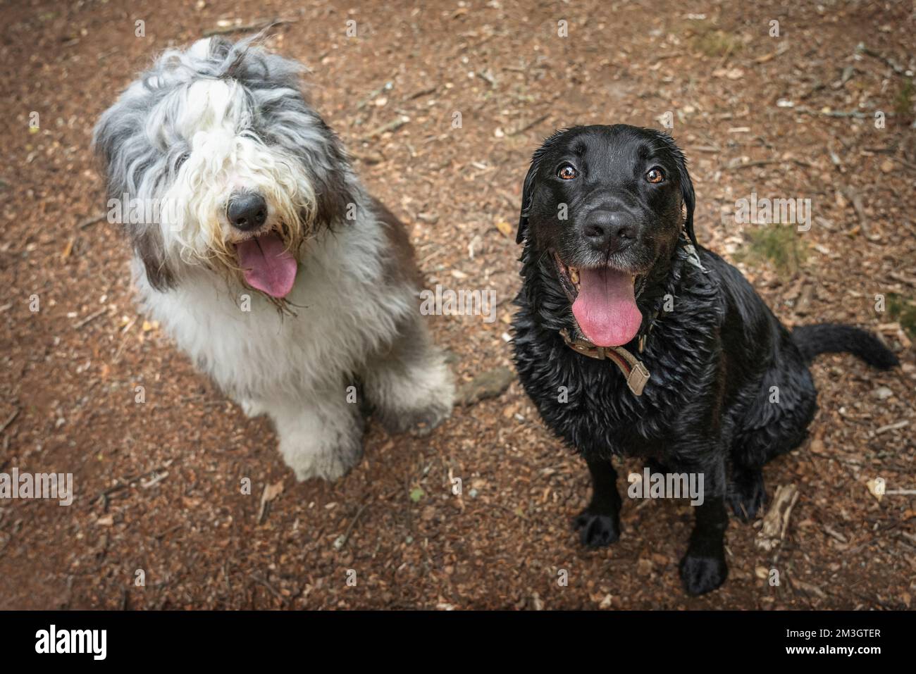 old english sheepdog and a black labrador looking upwards towards the ...