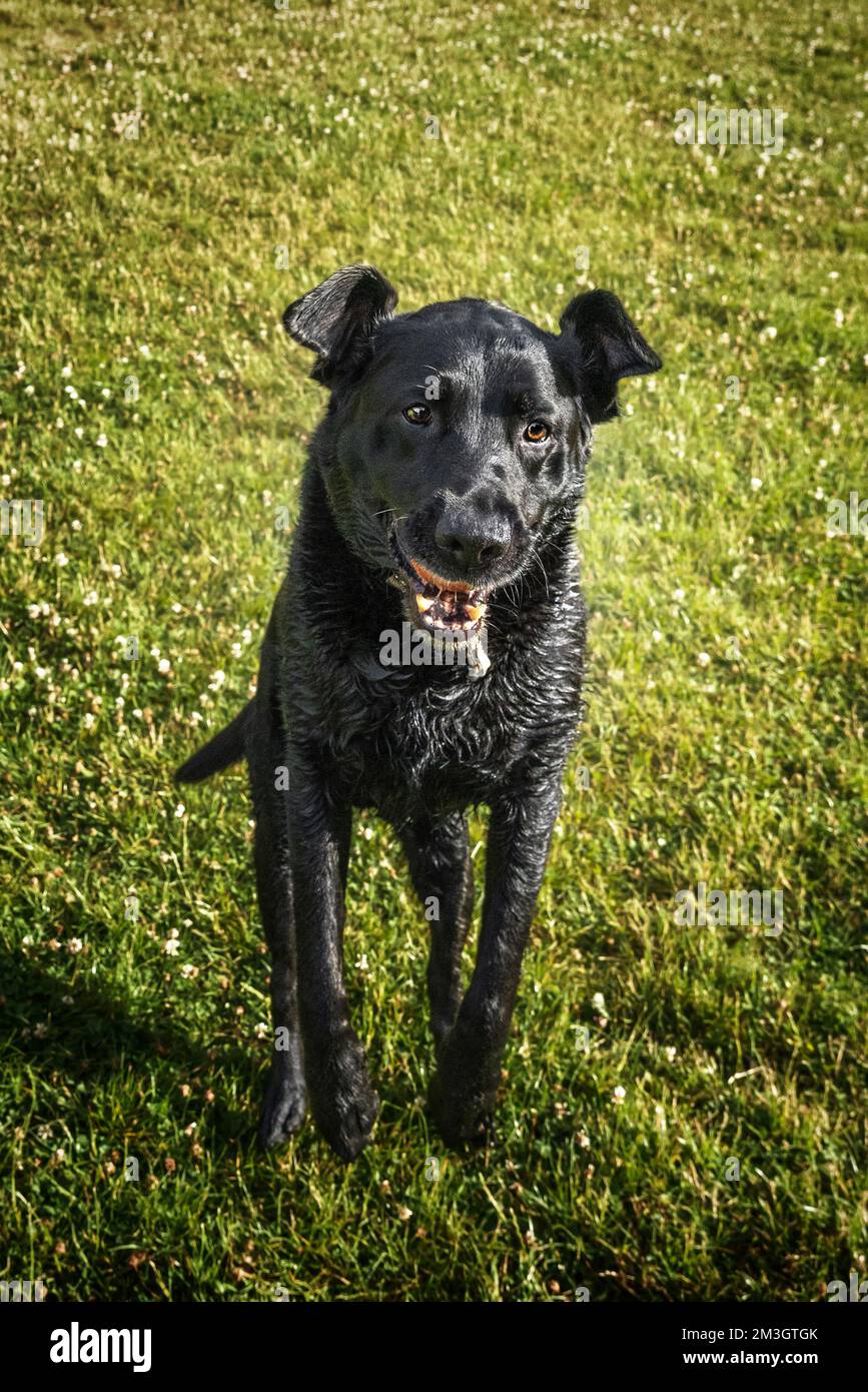 Black lab jumping into water hi-res stock photography and images - Alamy