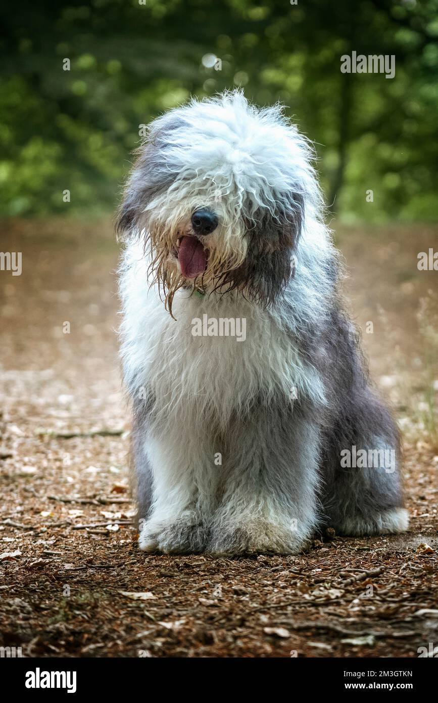 Old English Sheepdog sitting with a head tilt looking at the camera all ...