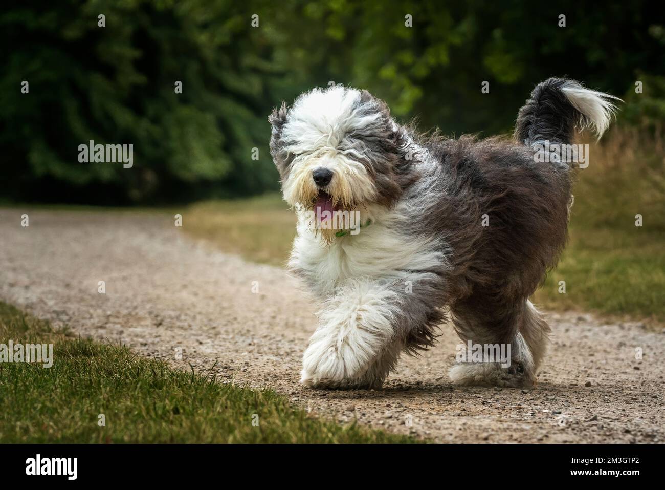 Walking old english sheepdog hi-res stock photography and images - Alamy