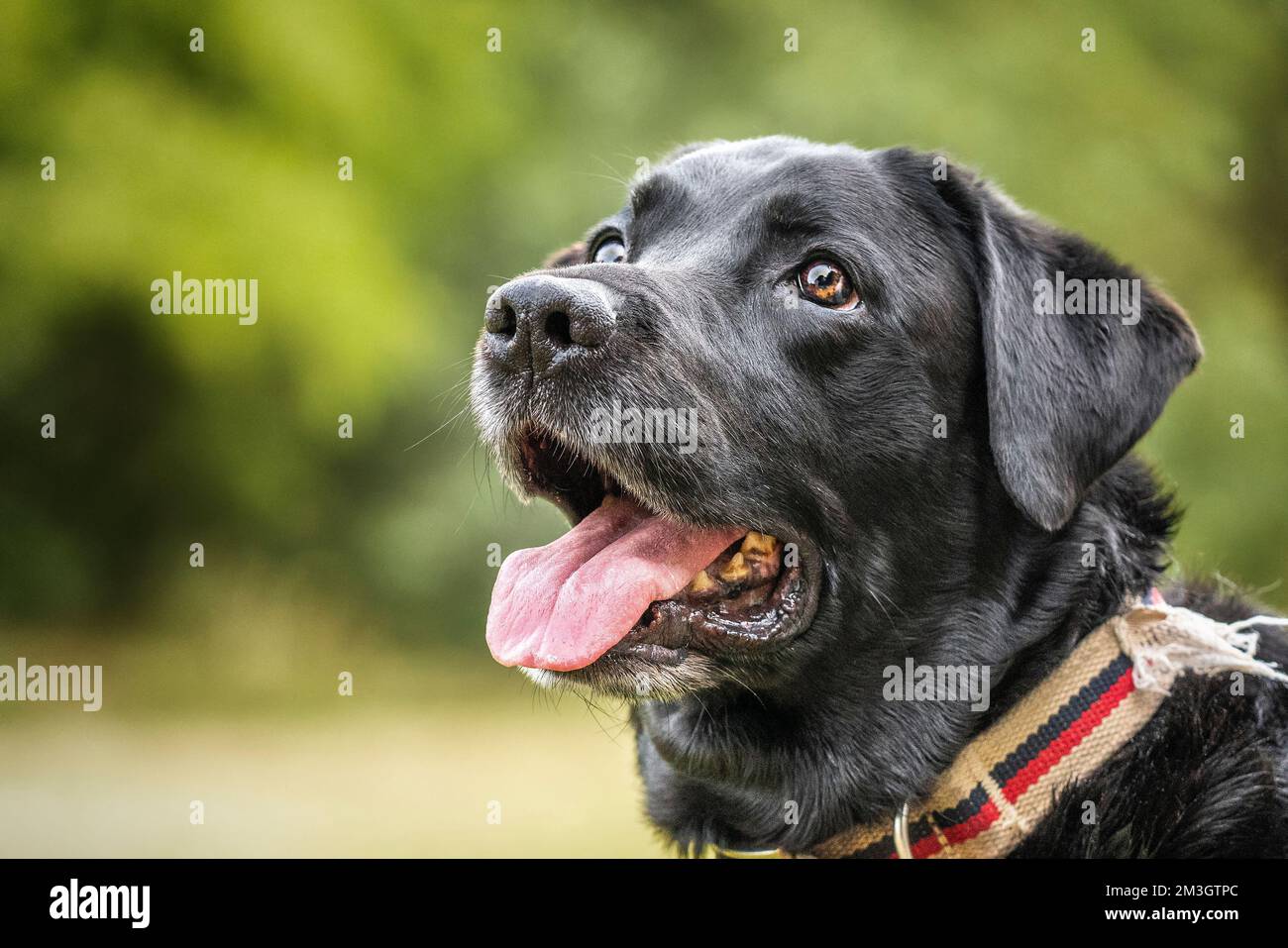Black Labrador close up headshot with tongue out in a field Stock Photo ...