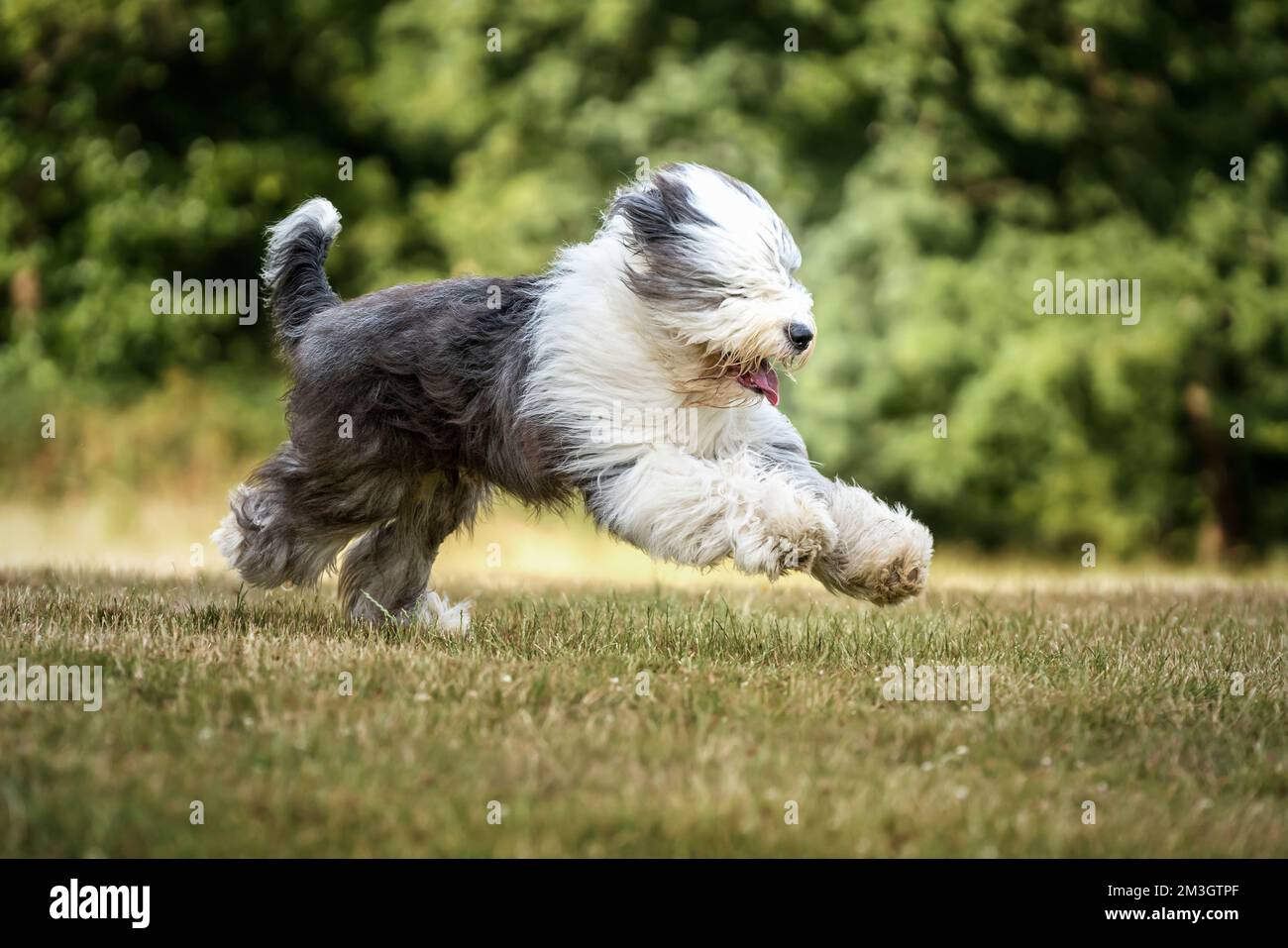 Old English Sheepdog running left to right at stretch Stock Photo - Alamy