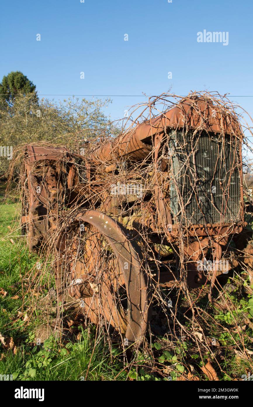 old abandoned rusting Fordson Major tractor overgrown with weeds and ...