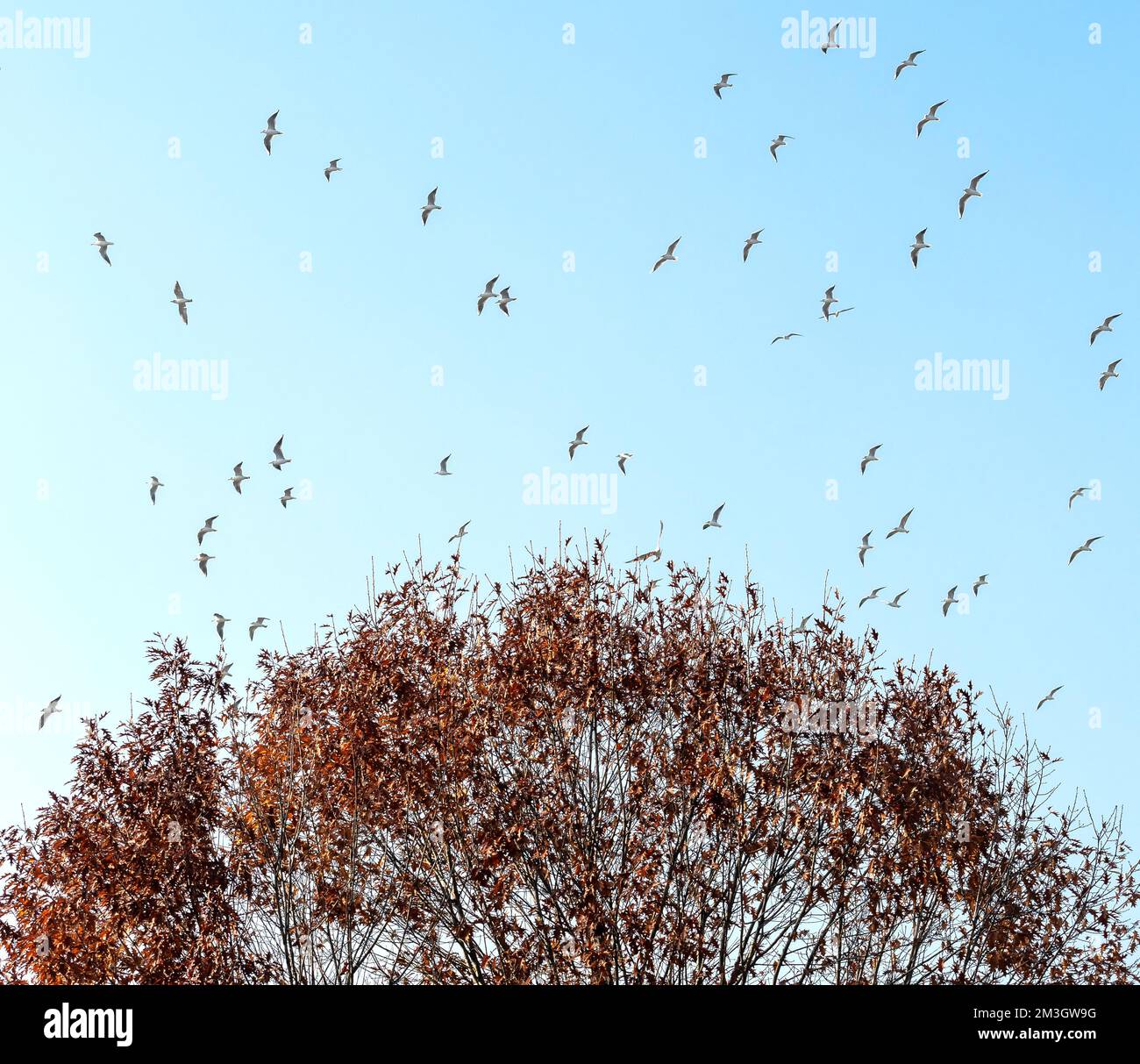 Flight of birds near a large crown of a tree, Cremona Stock Photo - Alamy