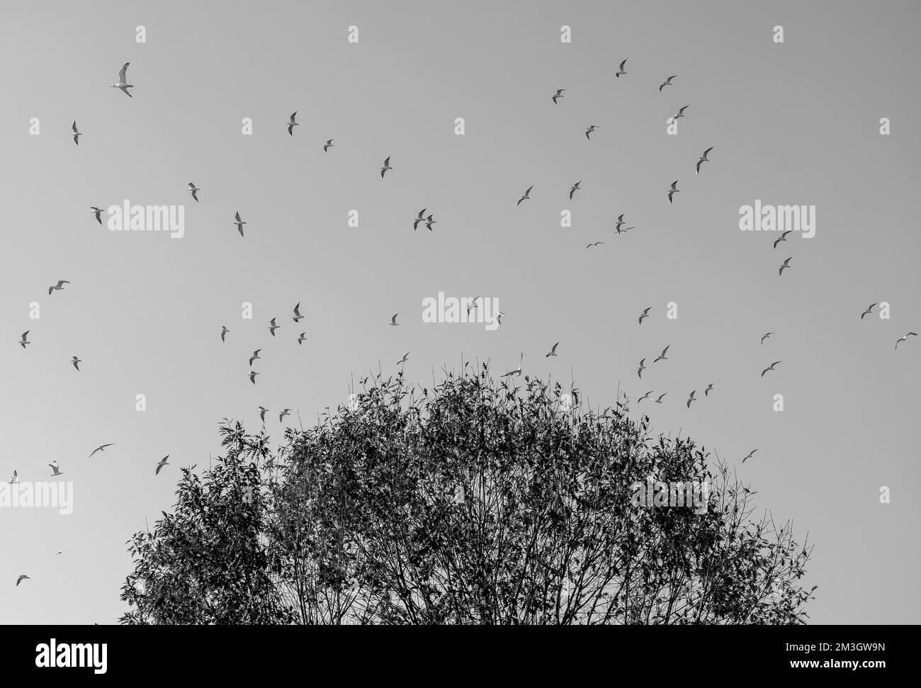 Little blue crown Black and White Stock Photos & Images - Alamy