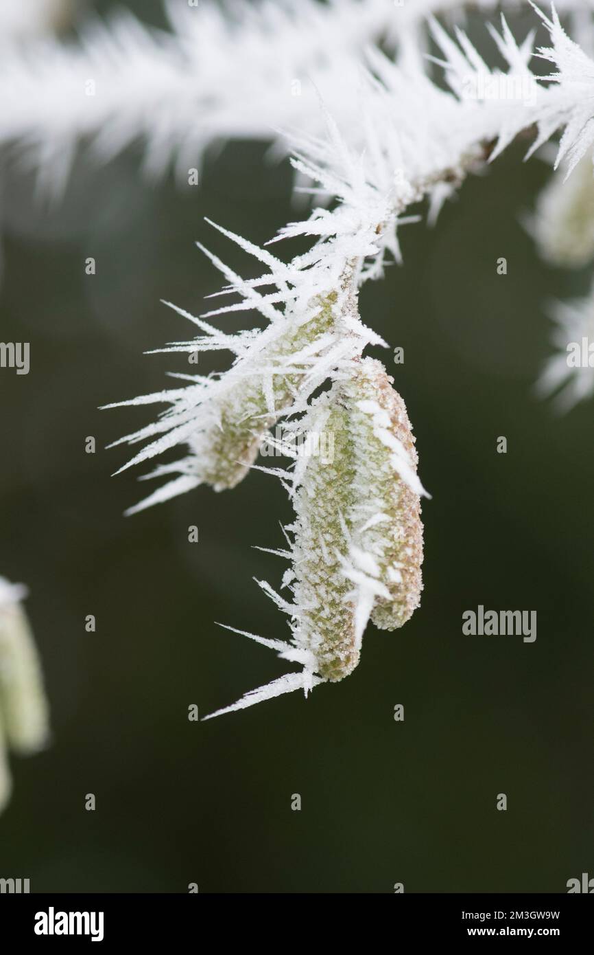 White frosty spikes hi-res stock photography and images - Alamy