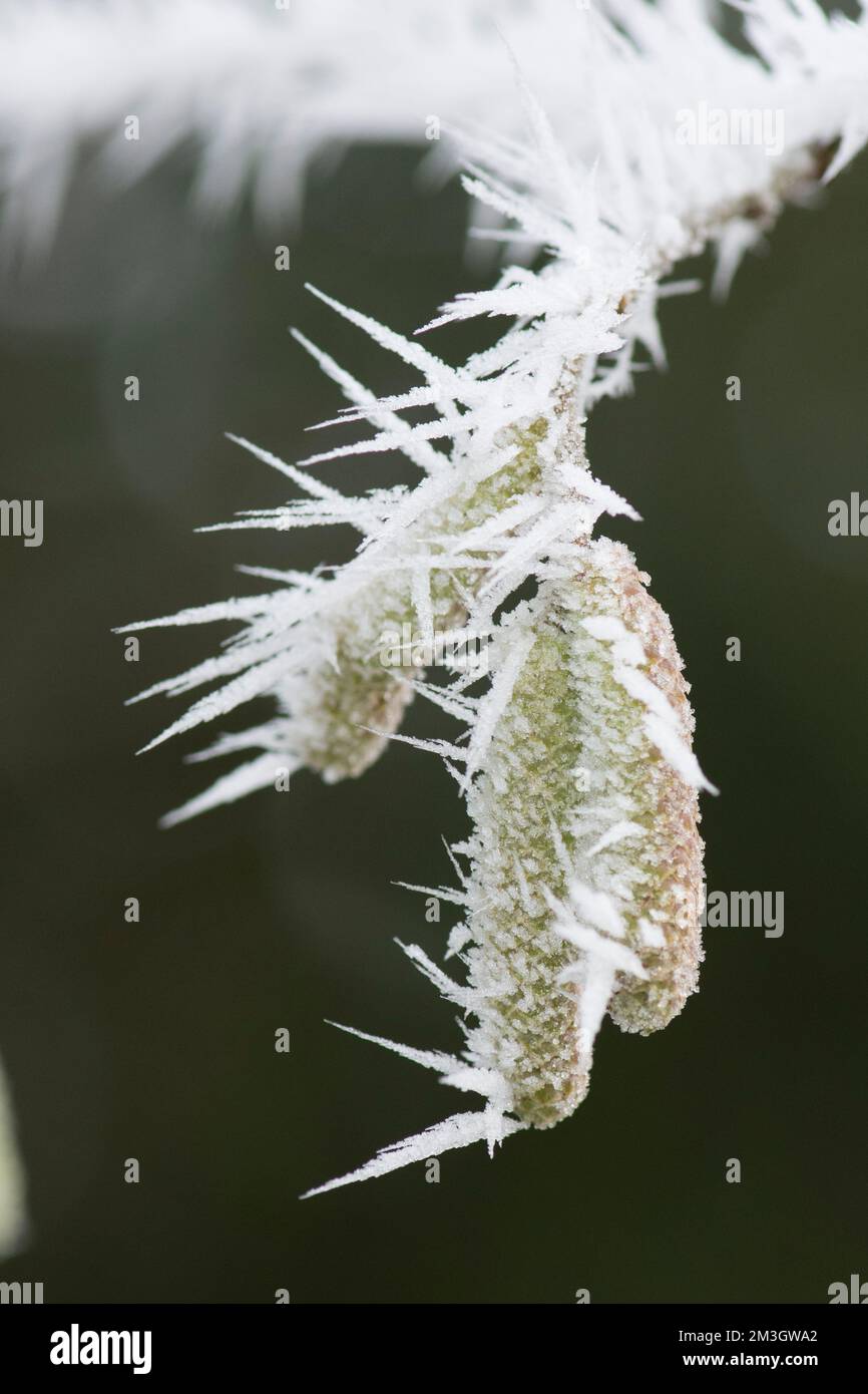 white spikes of hoar frost on catkins of Hazel, Corylus avellana, UIK ...
