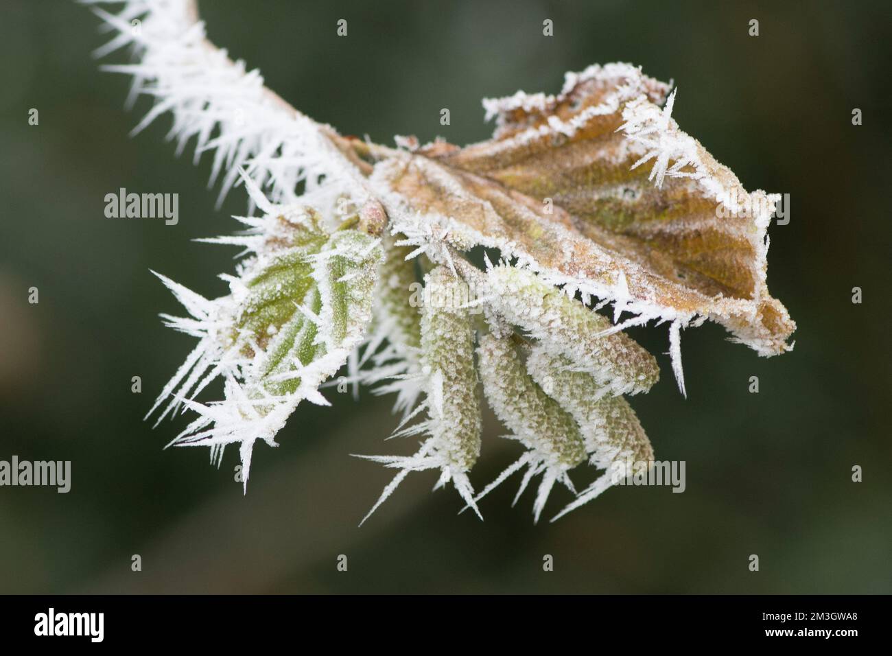 White frosty spikes hi-res stock photography and images - Alamy