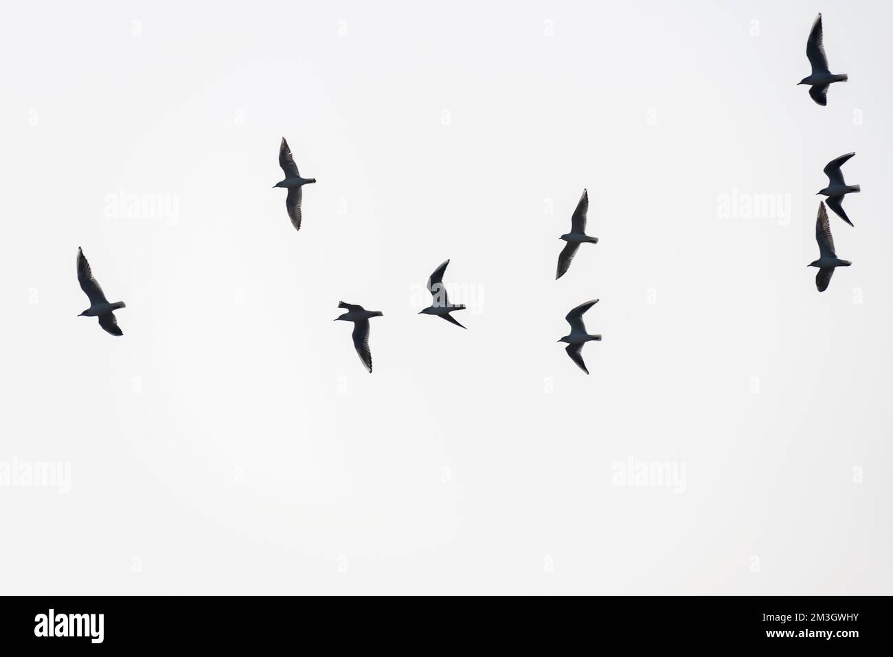 Creepy birds are circling in the sky Stock Photo - Alamy