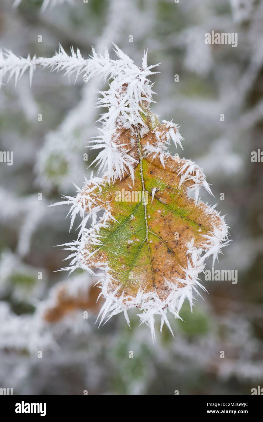 Leaf of english oak hi-res stock photography and images - Alamy