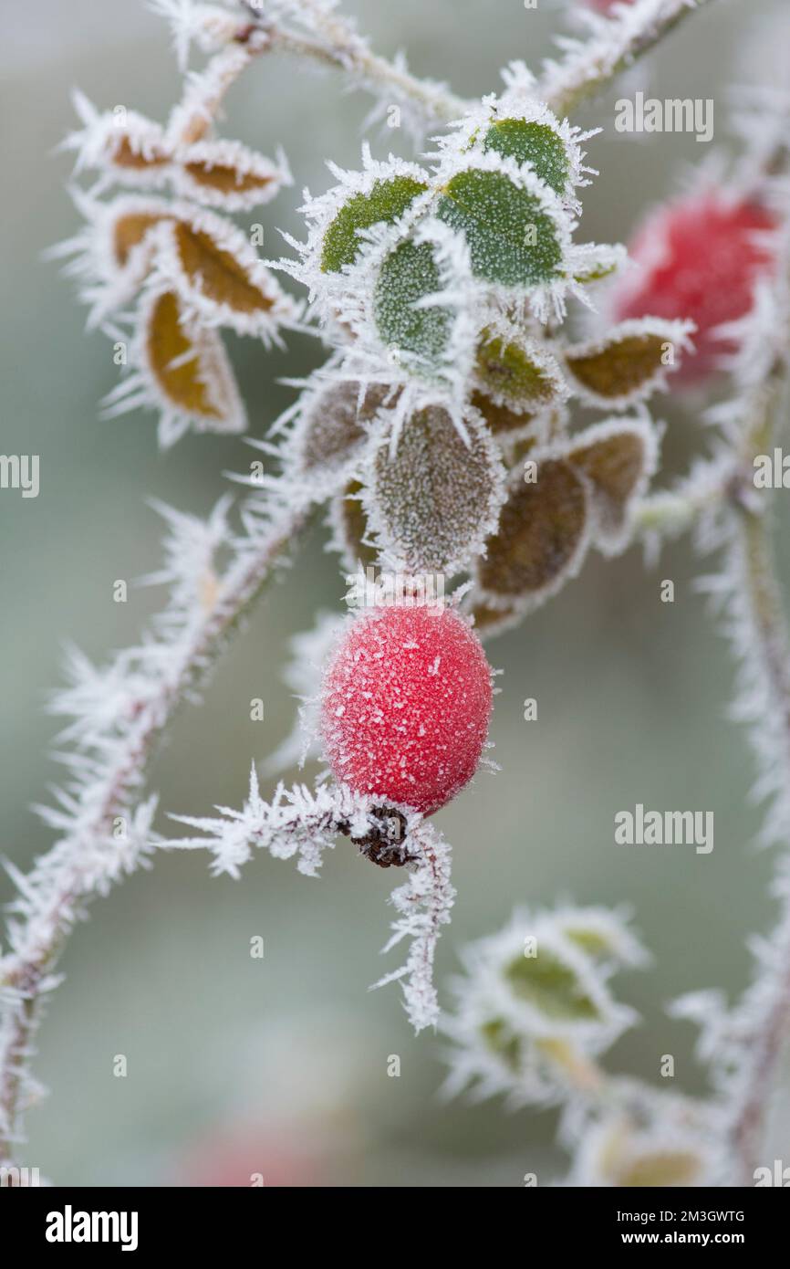 Sweet Briar, Rosa rubiginosa, Sweet-briar, hips on bush white with hoar ...