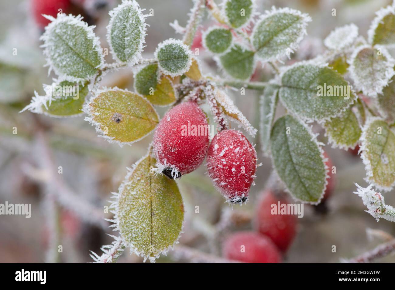 Sweet Briar, Rosa rubiginosa, Sweet-briar, hips on bush white with hoar ...