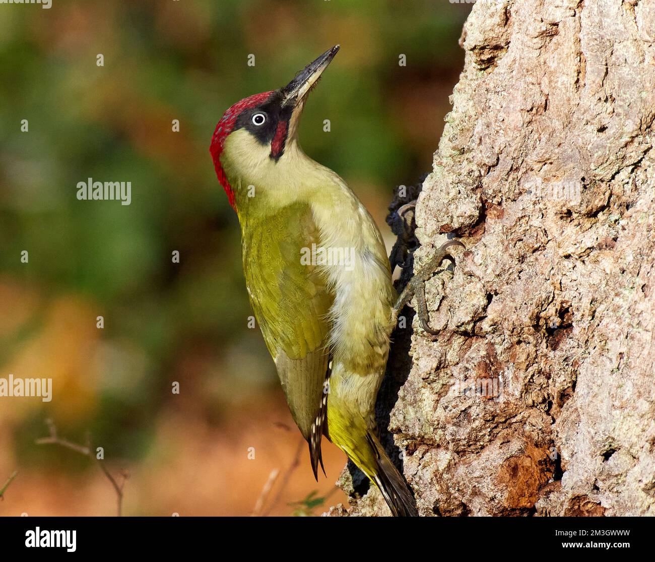 Green woodpecker on oak tree trunk, Burnham Beeches, UK Stock Photo - Alamy