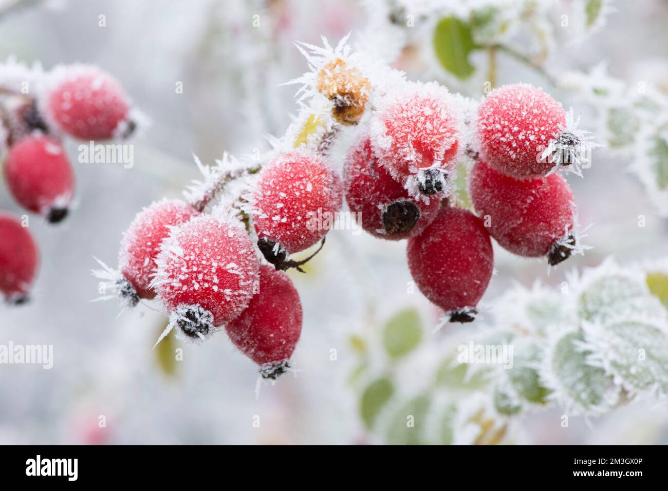 Sweet Briar, Rosa rubiginosa, Sweet-briar, hips on bush white with hoar ...
