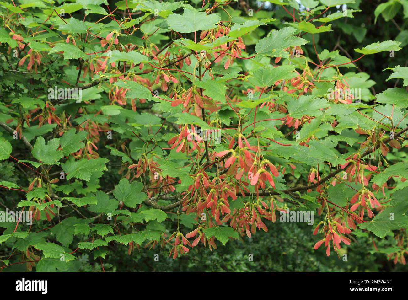 Sycamore leaves and seeds (keys) on tree in Scout Wood, Silverdale ...