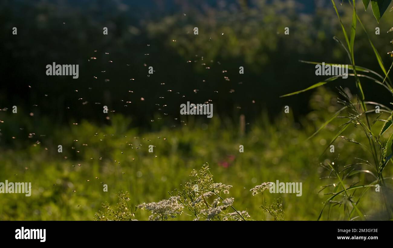 Mosquitoes swarm buzzing in nature hi-res stock photography and images ...