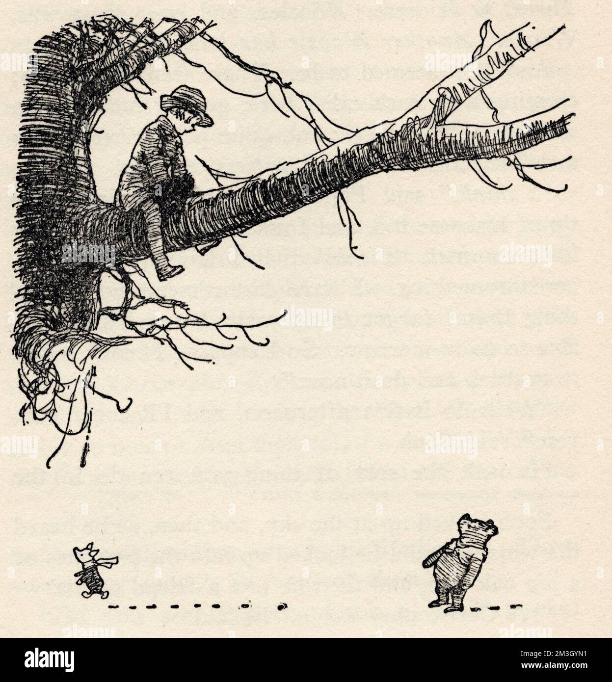 Old bear hi-res stock photography and images - Alamy