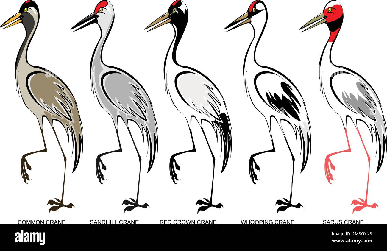Sandhill crane cranes Stock Vector Images - Alamy