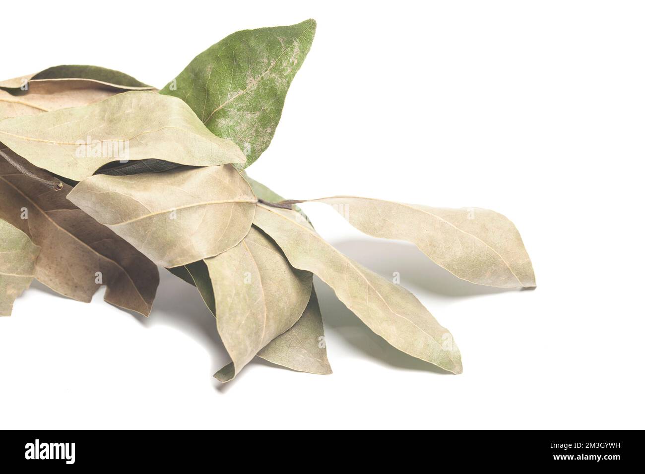 Dry bay leaves isolated on white. Dried laurel leaf seasoning Stock ...