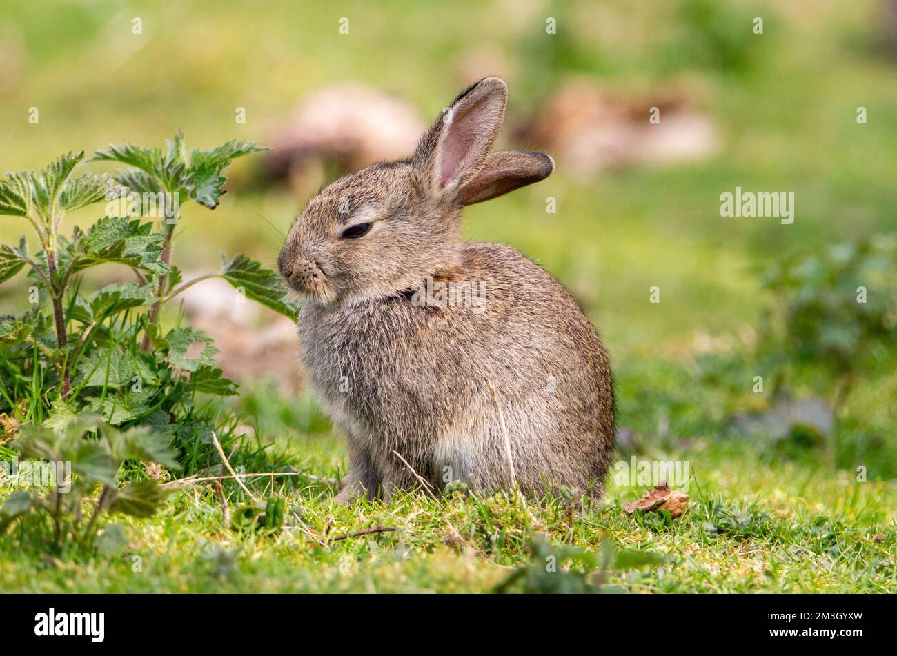 Wildlife wales hi-res stock photography and images - Alamy