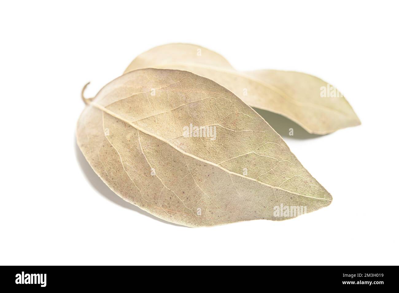 Dry bay leaves isolated on white. Dried laurel leaf seasoning Stock ...