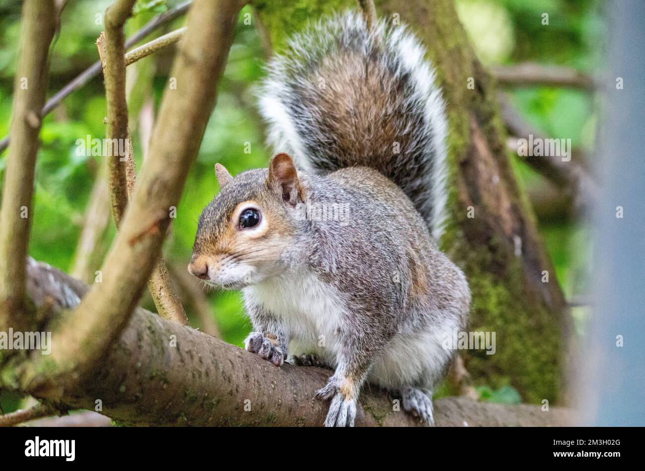 Wildlife wales hi-res stock photography and images - Alamy