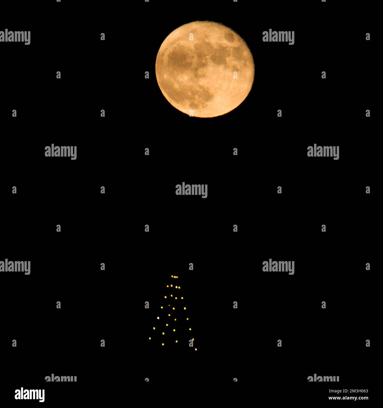 Full moon and a Christmas tree in the foreground Stock Photo - Alamy