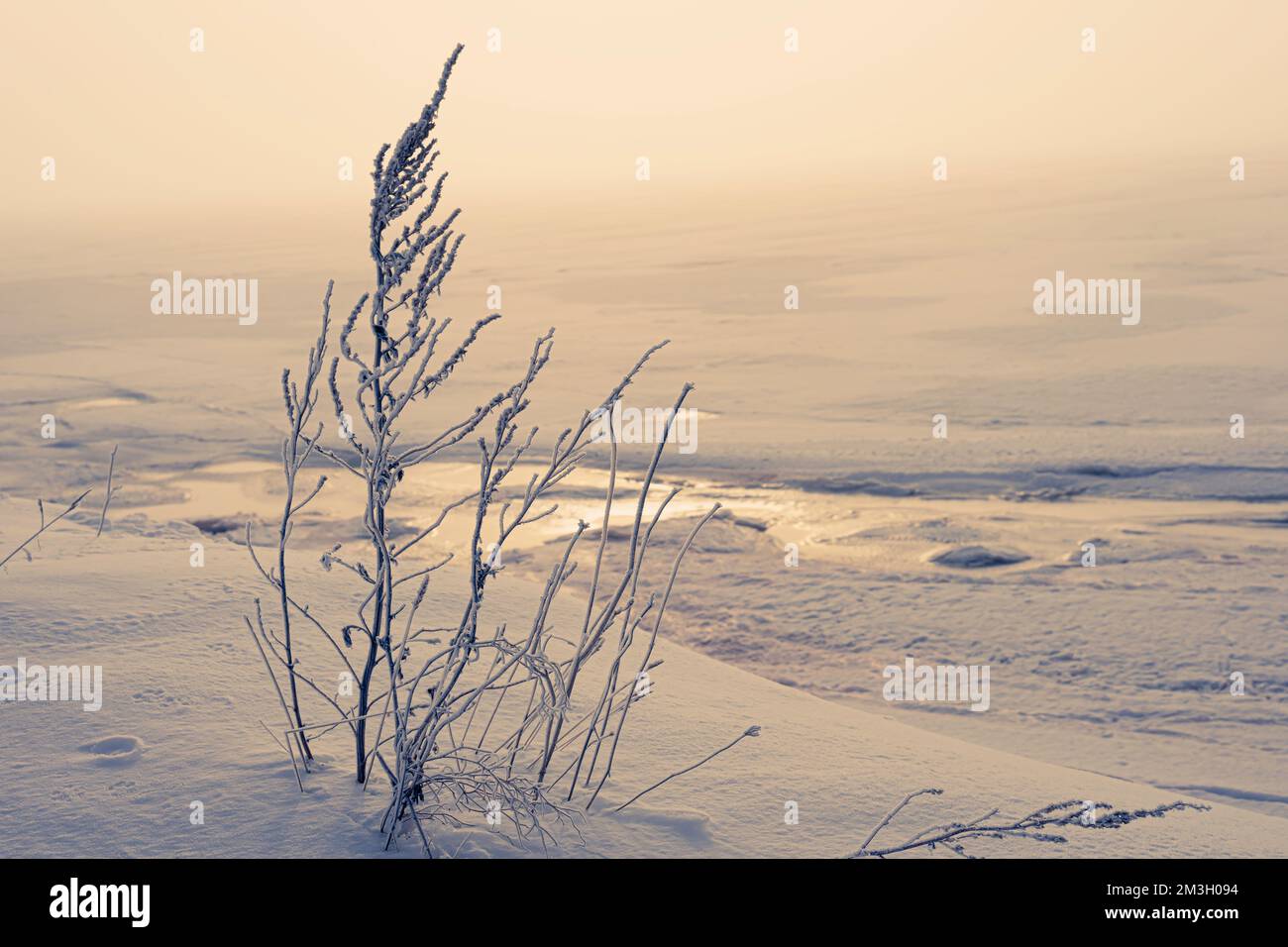 Weeds and grasses poking through the snow over a frozen field of ice ...