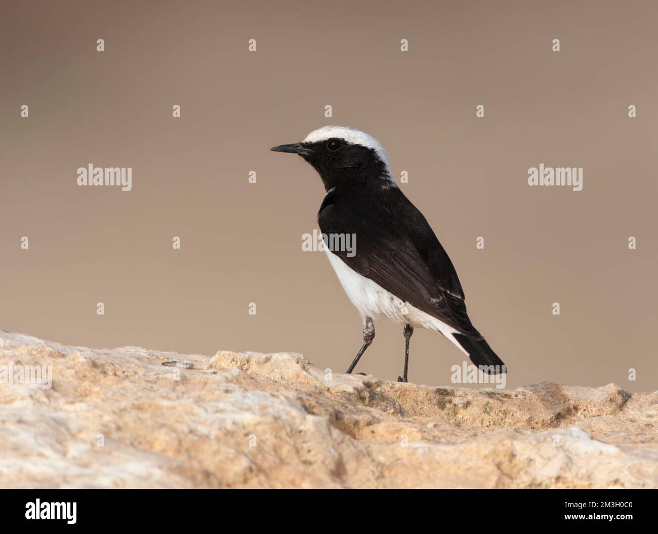 Volwassen Oostelijke Rouwtapuit. Adult Eastern Mourning Wheatear Stock ...