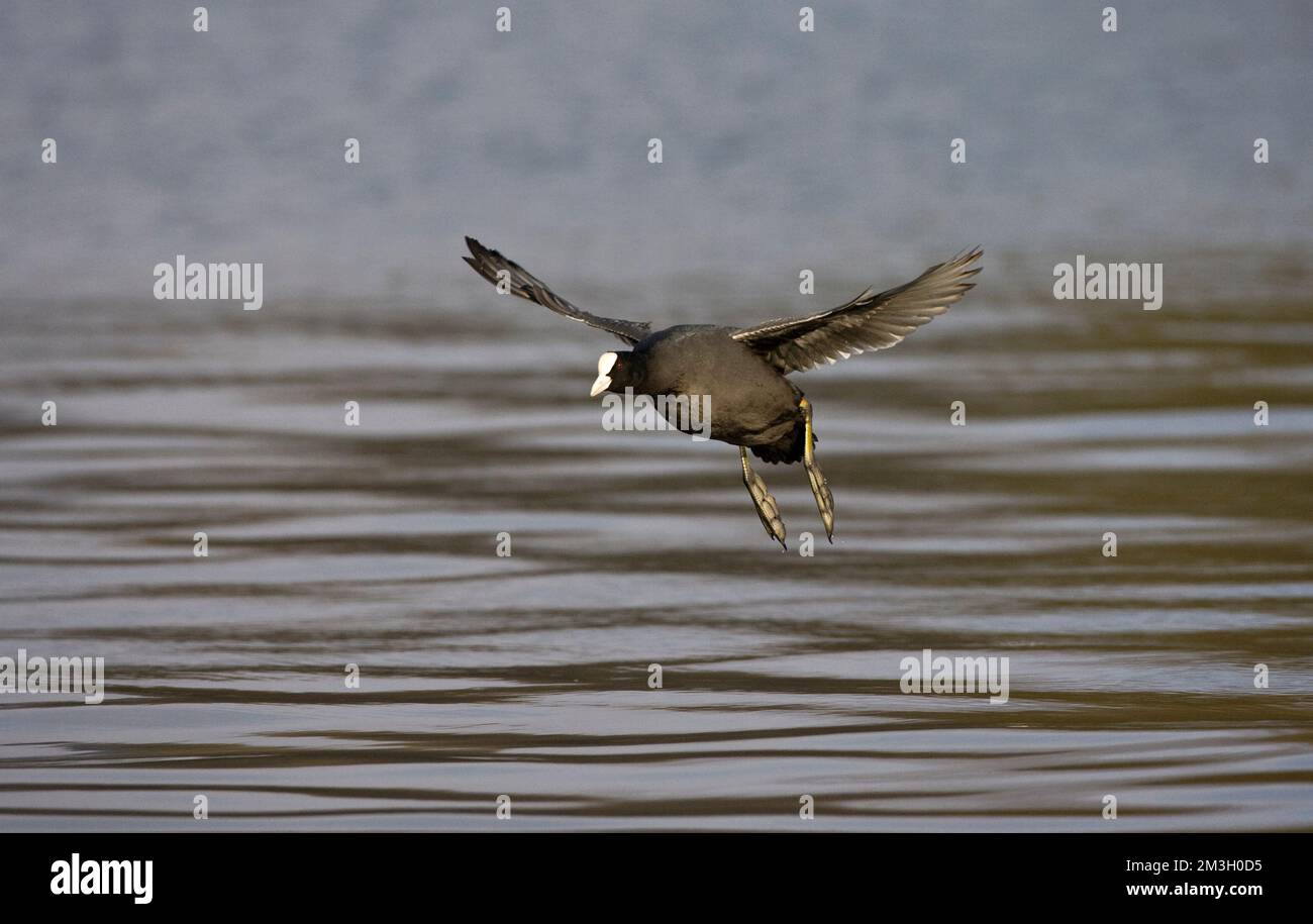Coot landing hi-res stock photography and images - Alamy