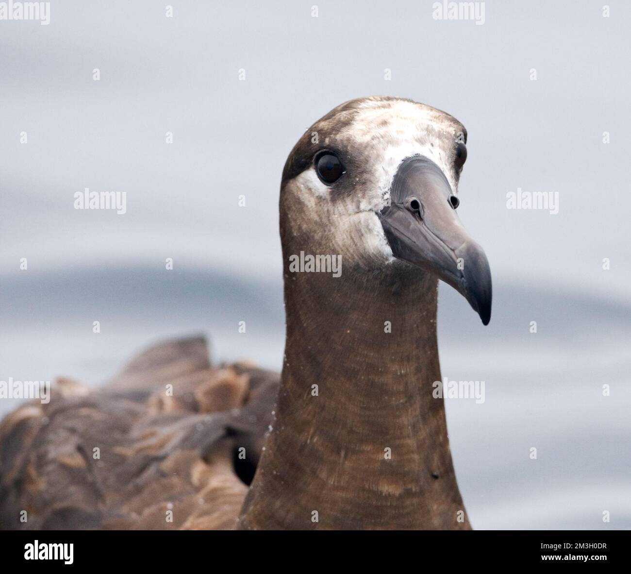 Zwartvoetalbatros; Black-footed Albatross Stock Photo - Alamy