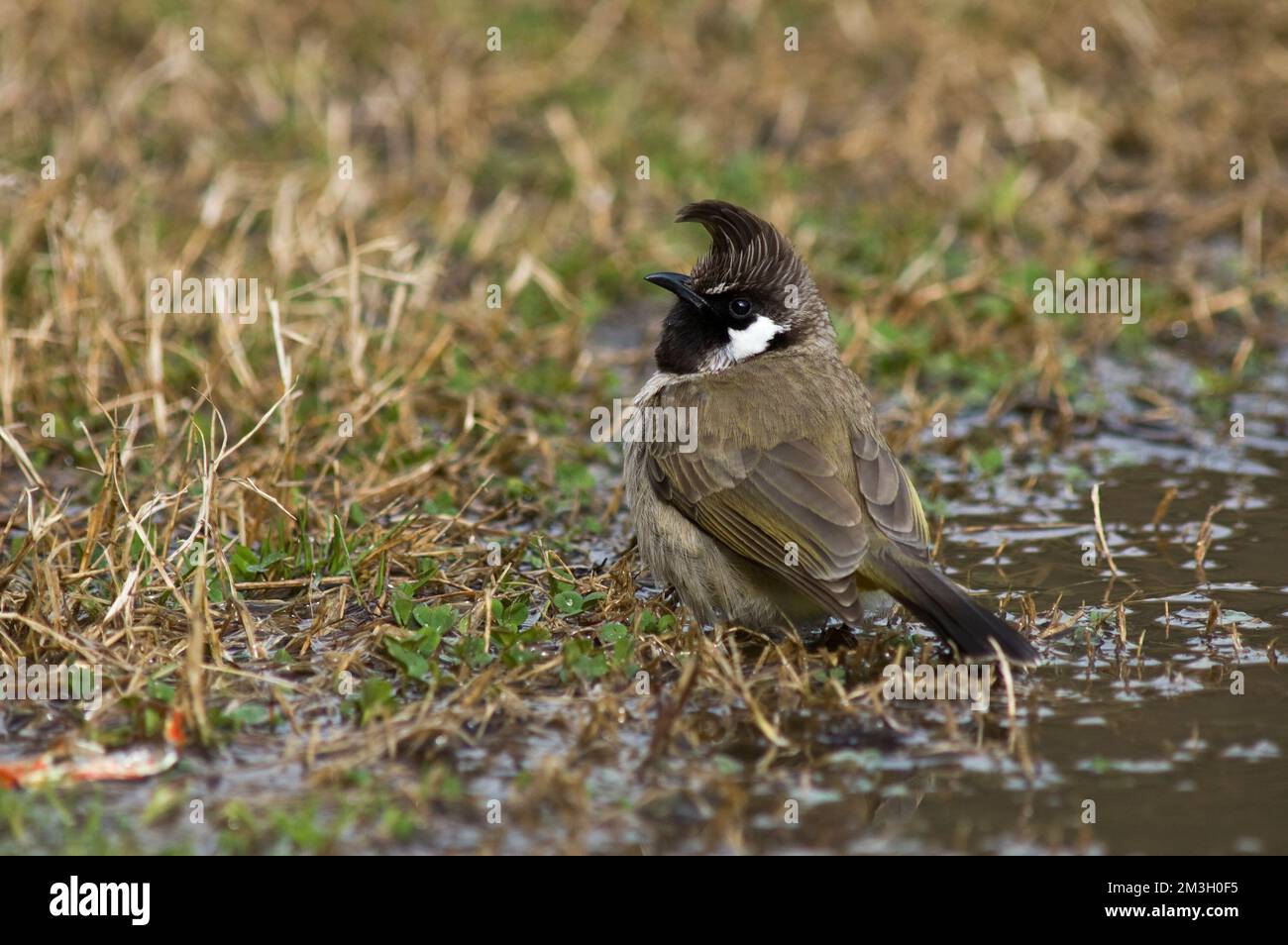 Himalaya Witoorbulbul, Himalayan Bulbul, Pycnonotus leucogenys Stock ...