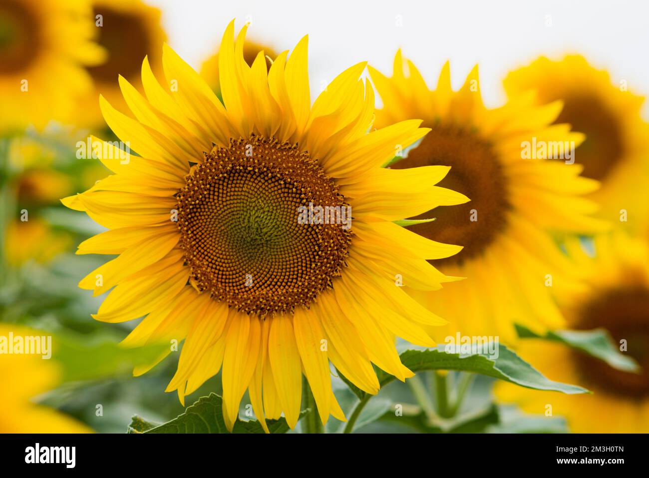 Beautiful sunflower on a sunny day with a natural background. Selective ...