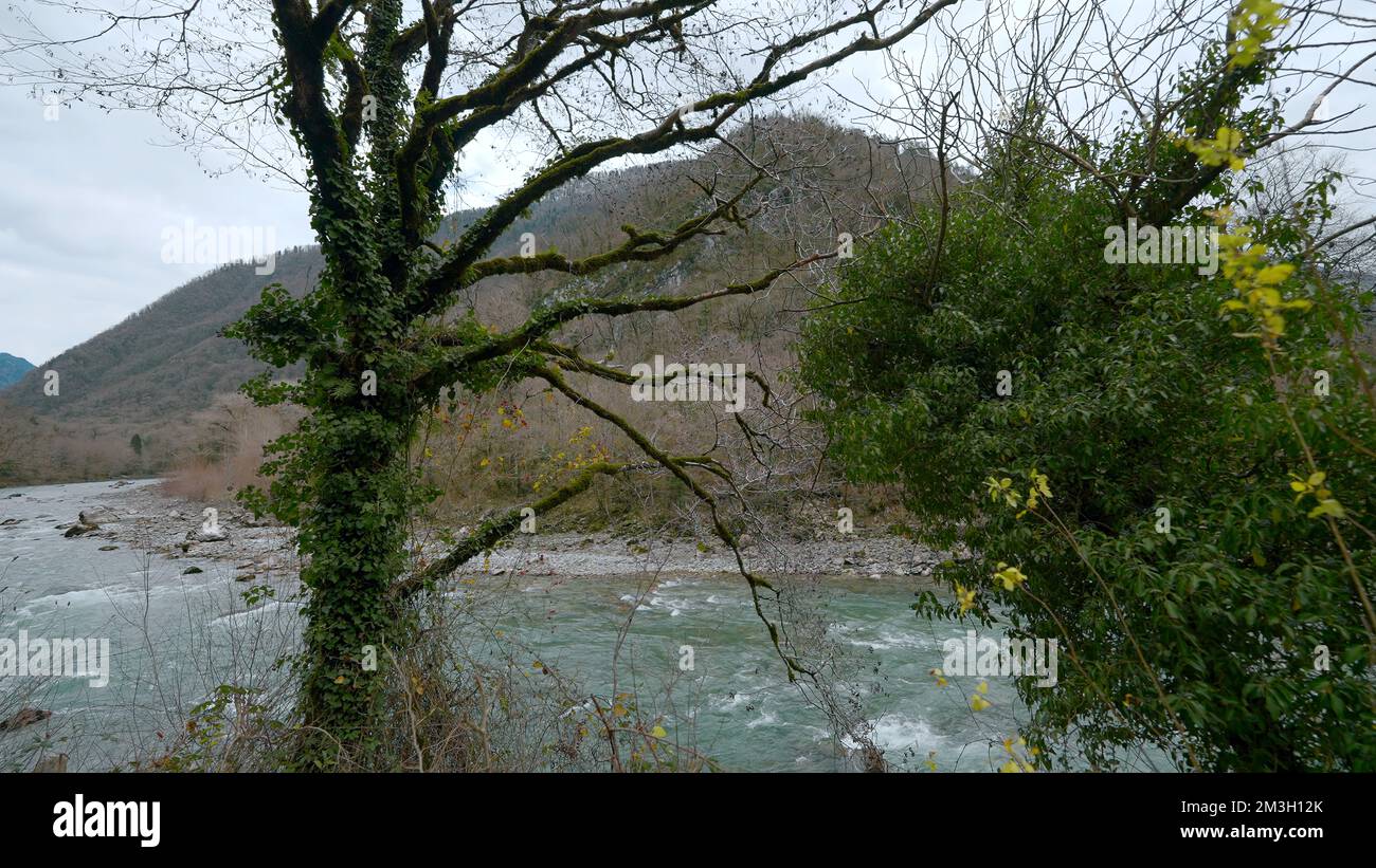 Seascape . Action .Bright tropical trees located next to the sea, which ...