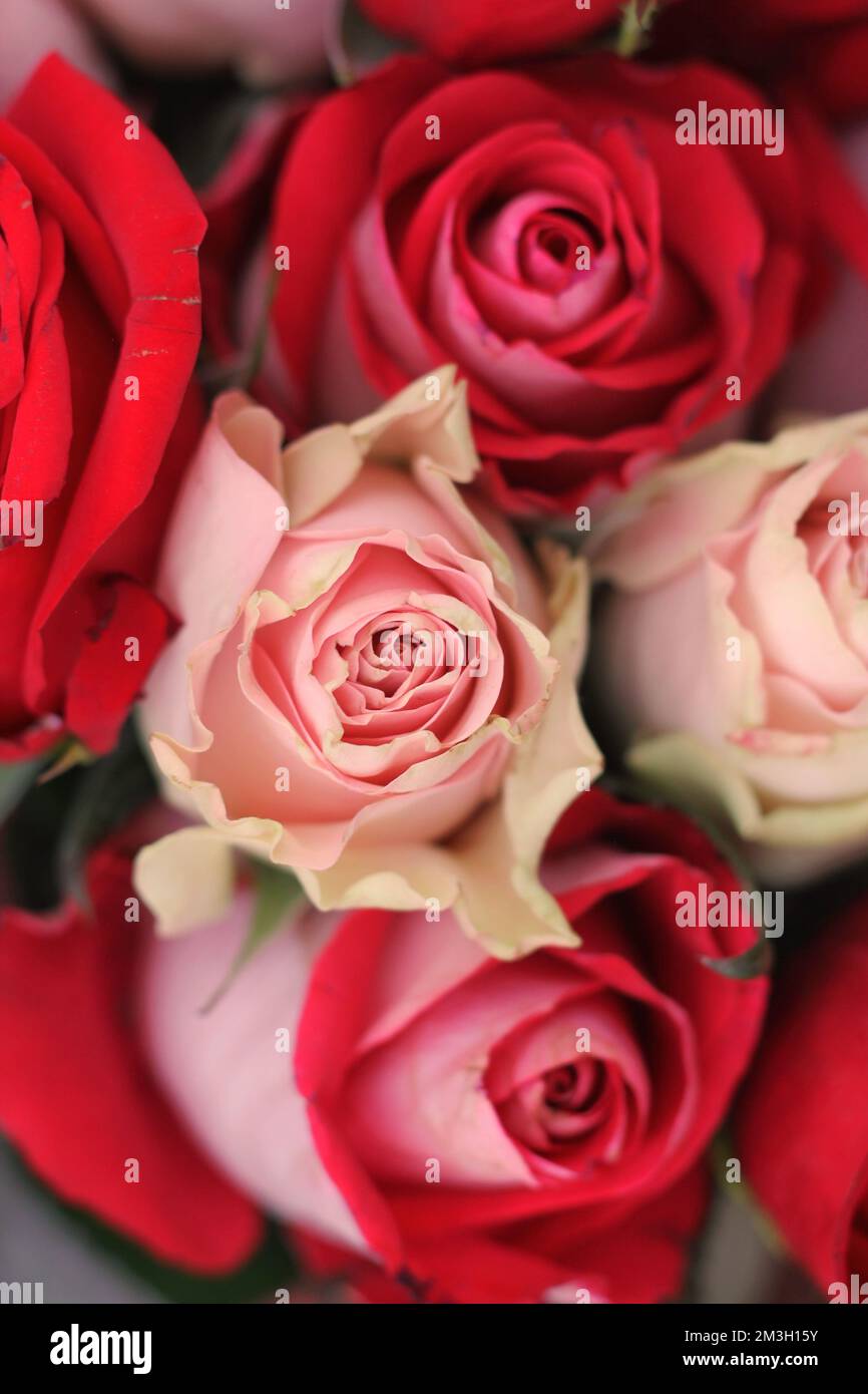 Beautiful bouquet of colorful fresh roses Stock Photo - Alamy