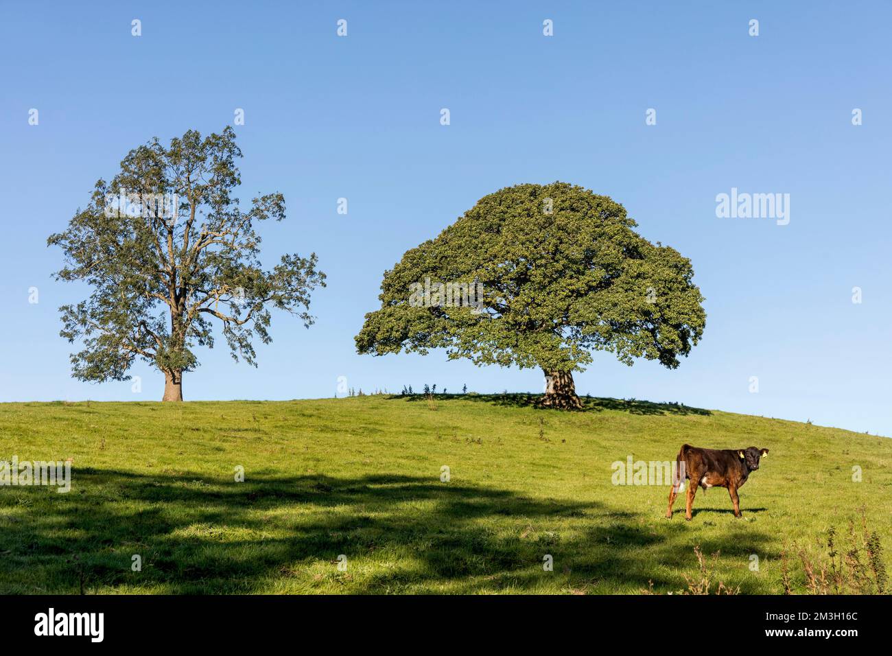 Ash Tree; Fraxinus excelsior; and Oak Tree; Quercus robur; Yorkshire ...