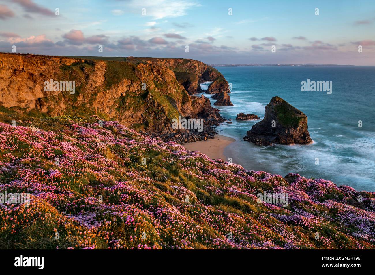 Bedruthan Steps; Thrift in Flower; Cornwall - UK Stock Photo - Alamy
